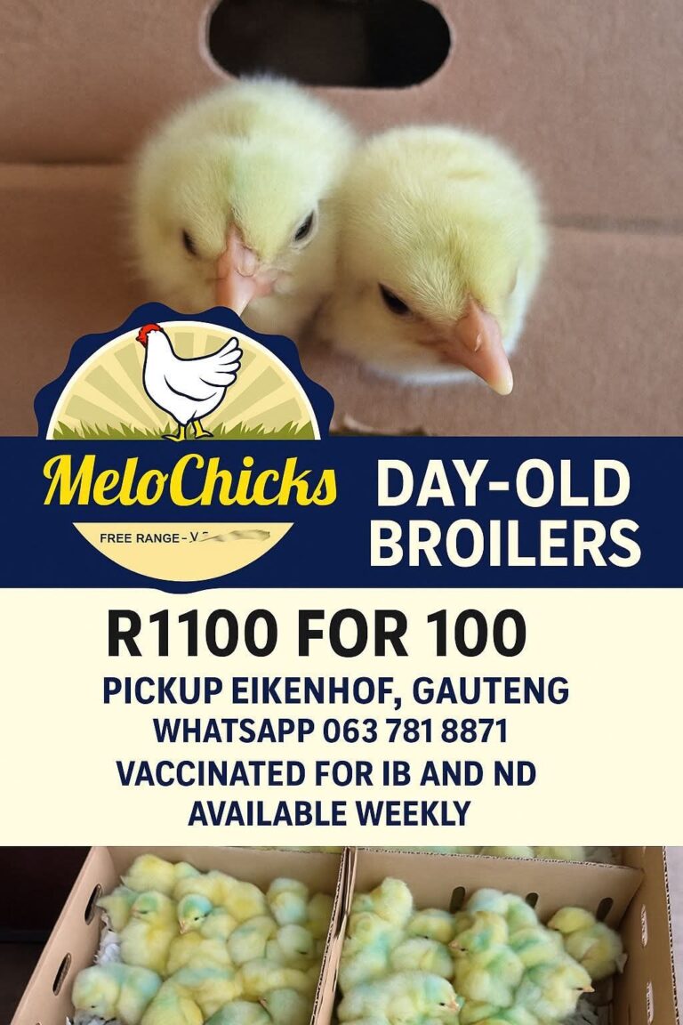 Ross 308 day old chicks - R1100.00 - Affordable prices