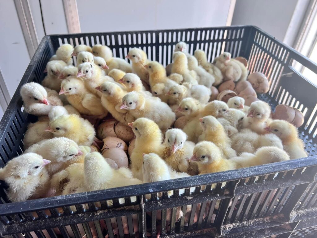 Ross 308 day old chicks - R1100.00 - Limited offer