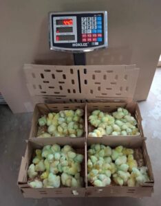 Ross 308 day old chicks - R1100.00 - Trusted quality