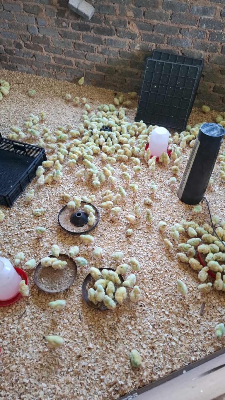 Ross 308 day old chicks - R1100.00 - Trusted quality