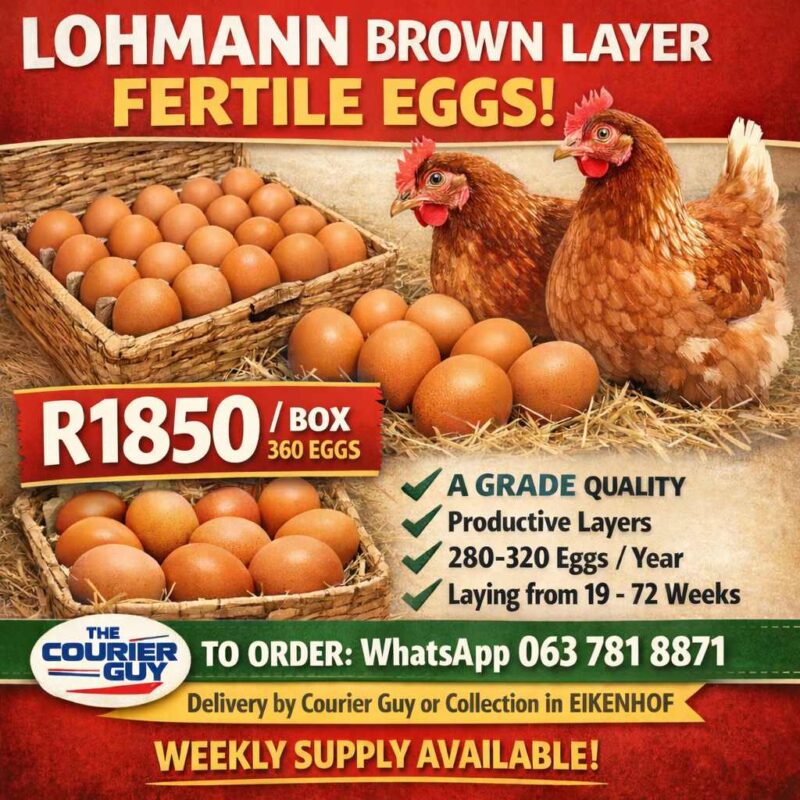 Lohmann Brown Layer Fertile Eggs - R1850.00 - Buy now